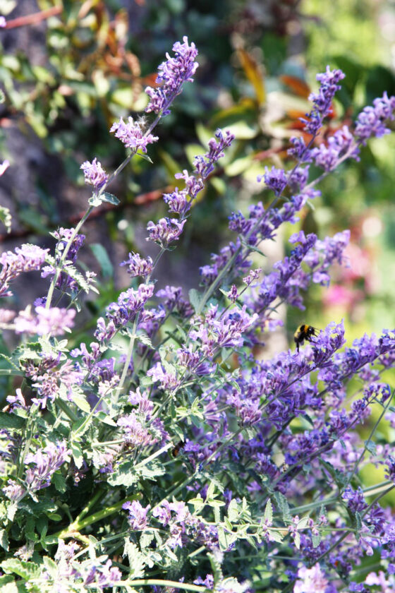 Catnip vs. Catmint: How to tell the difference | News, Sports, Jobs ...